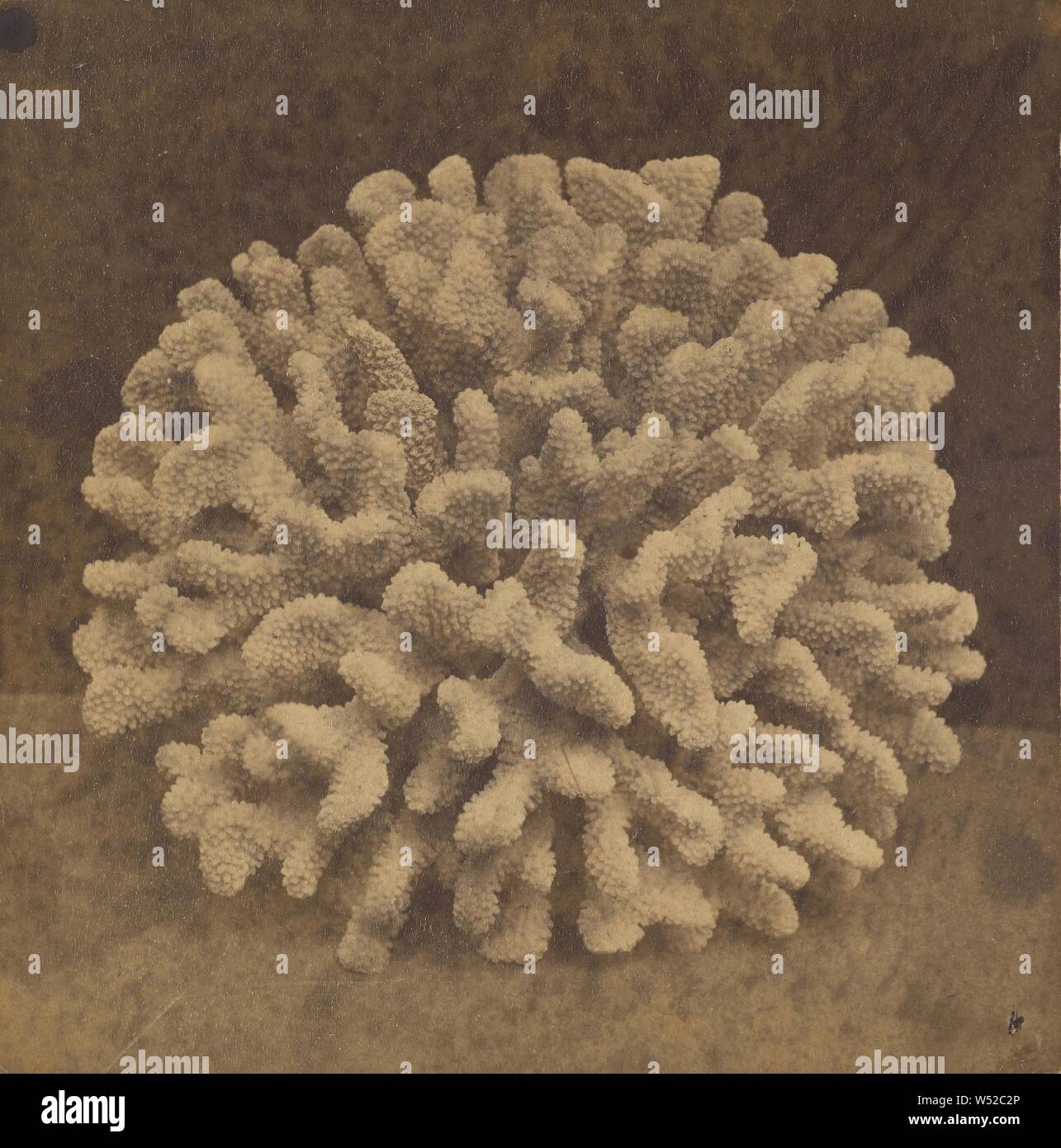 Cockscomb coral hi-res stock photography and images - Alamy