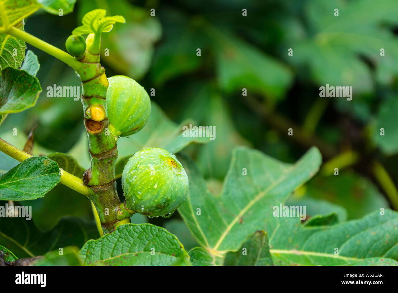 Young green fig fruits growing on fig tree in greece Stock Photo - Alamy
