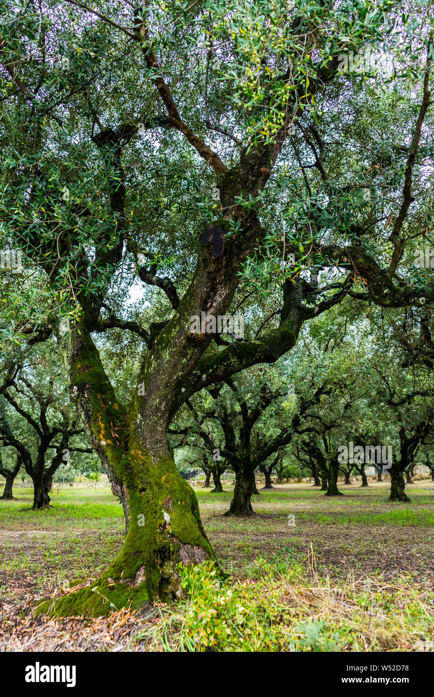 Oliver grove hi-res stock photography and images - Alamy