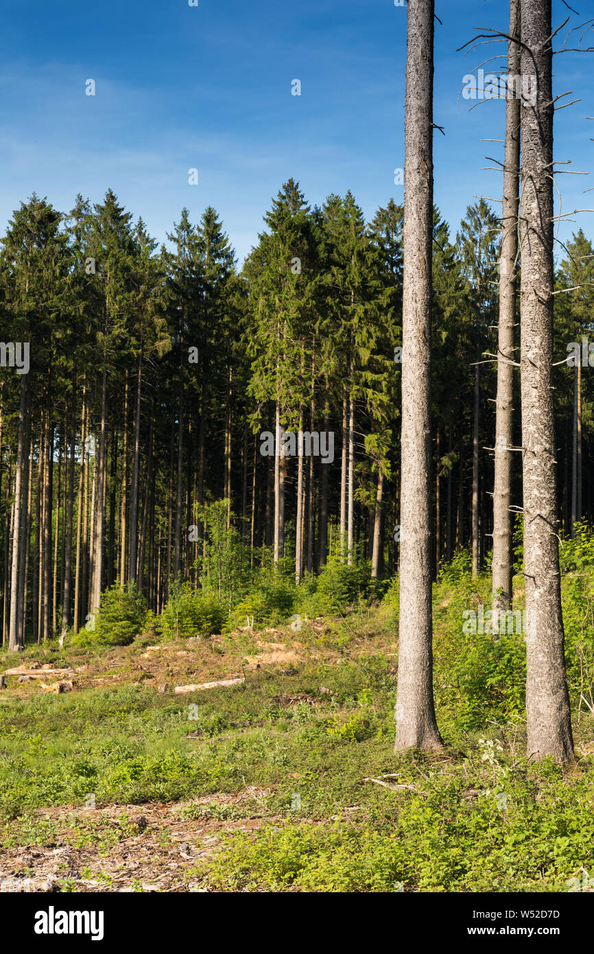 Walking path "Wupperweg" through German forest near Marienheide Stock ...