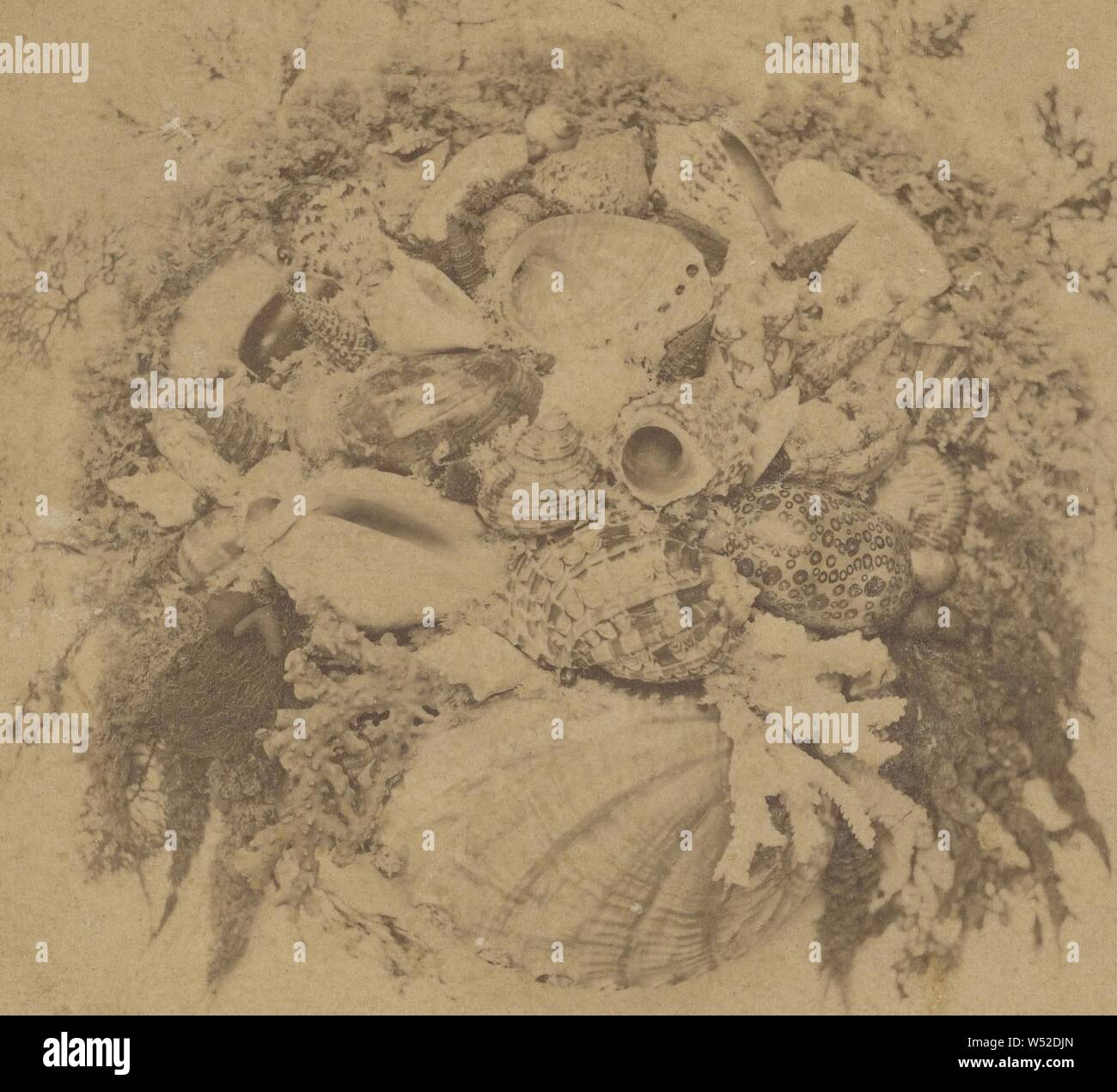 Sea Shells and Mosses., H. Ropes & Company, about 1870, Albumen silver ...