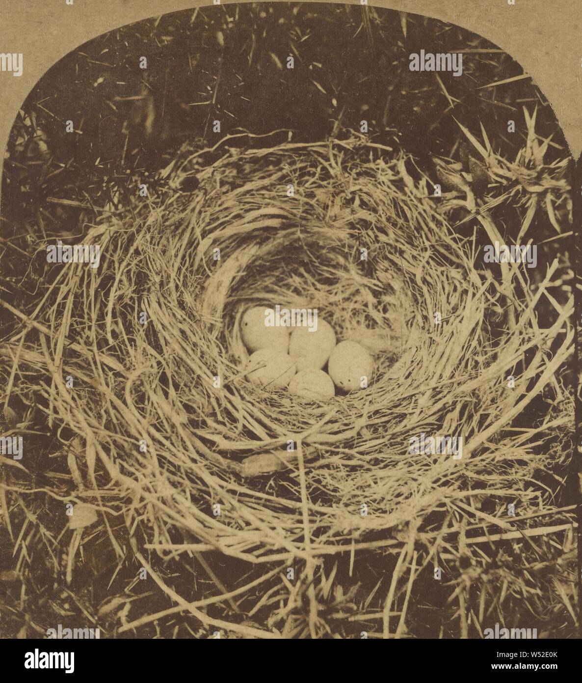 Linnets nest hi-res stock photography and images - Alamy