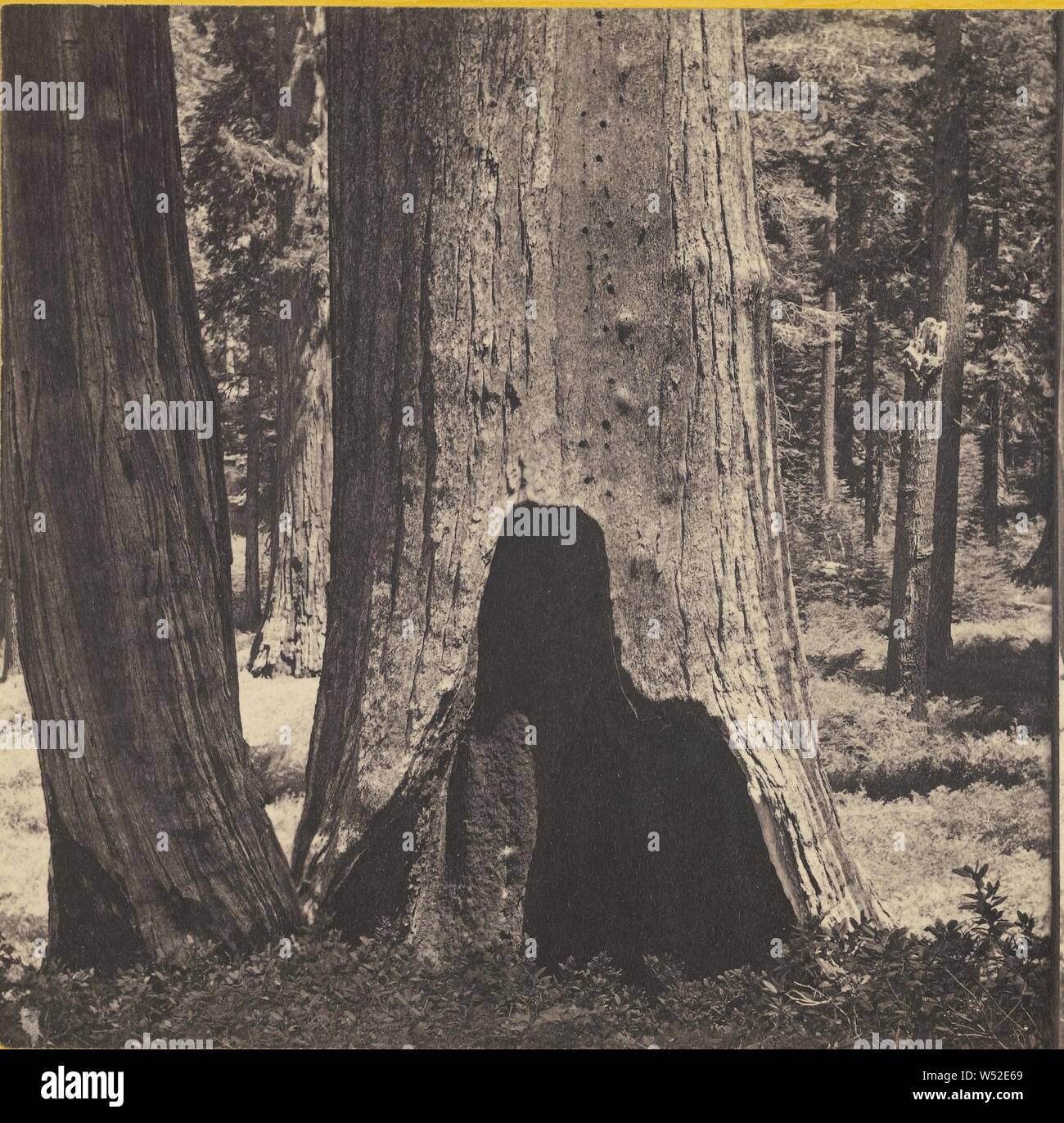Big Tree, (90 feet circum.) Mariposa Grove, Mariposa Co., John P. Soule ...