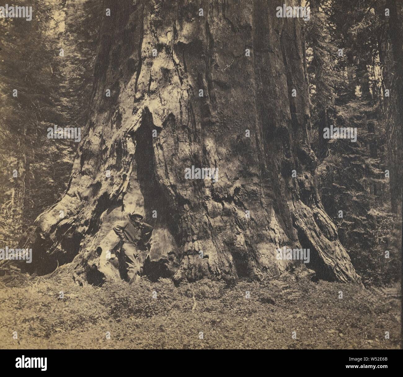 The largest Tree in Frezno sic Grove, (79 ft. circum.) Frezno sic Co ...