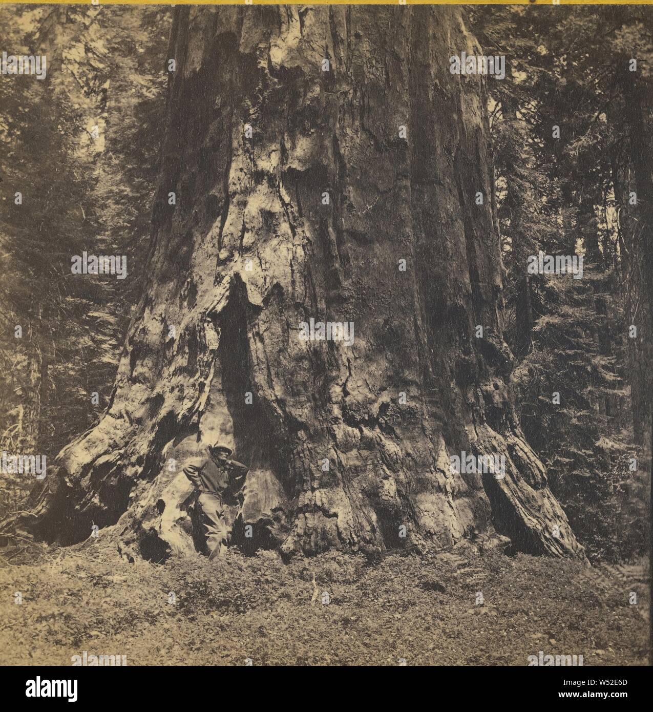 The largest Tree in Frezno sic Grove, (79 ft. circum.) Frezno sic Co ...