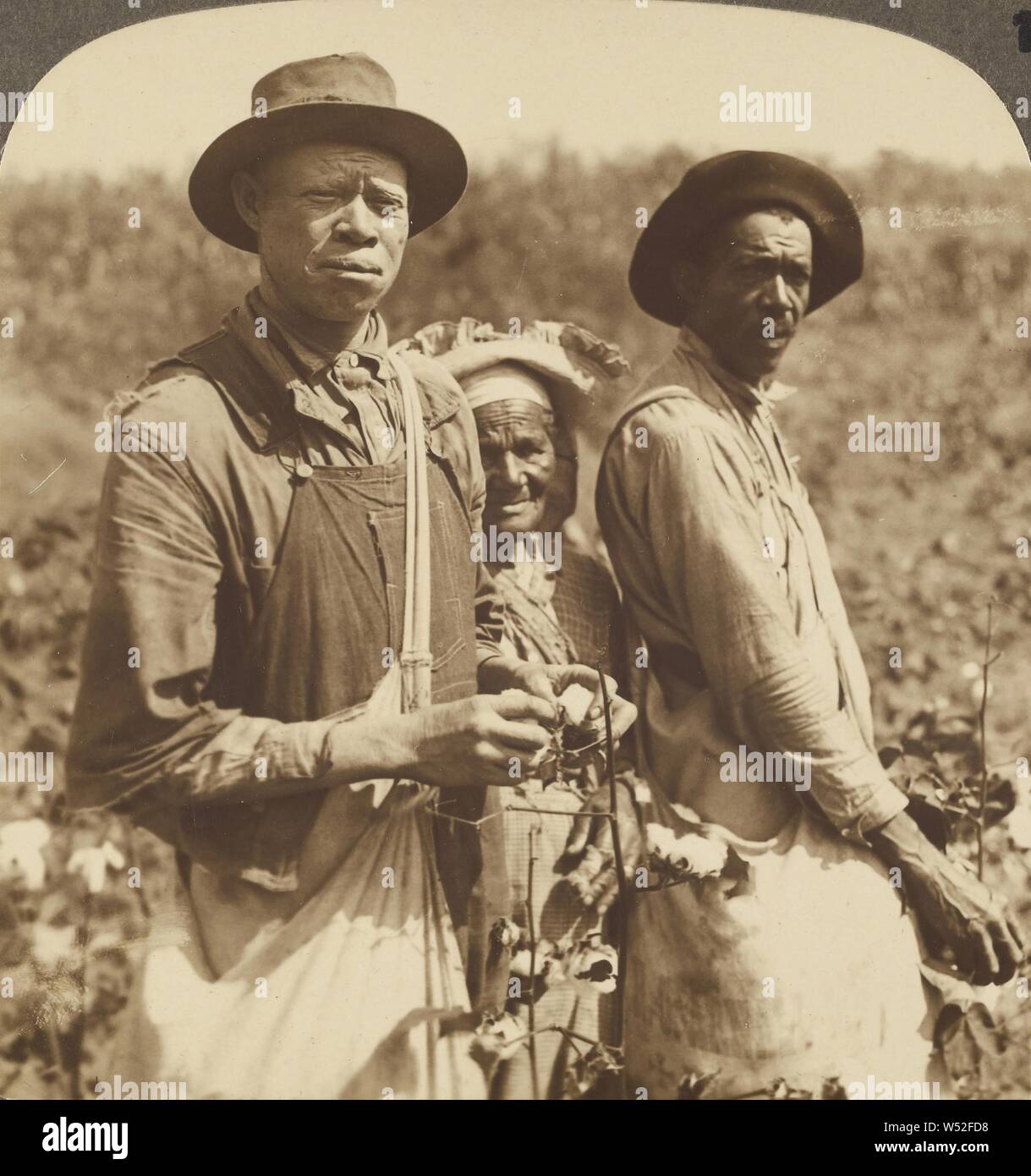 Cotton pickers hi-res stock photography and images - Alamy