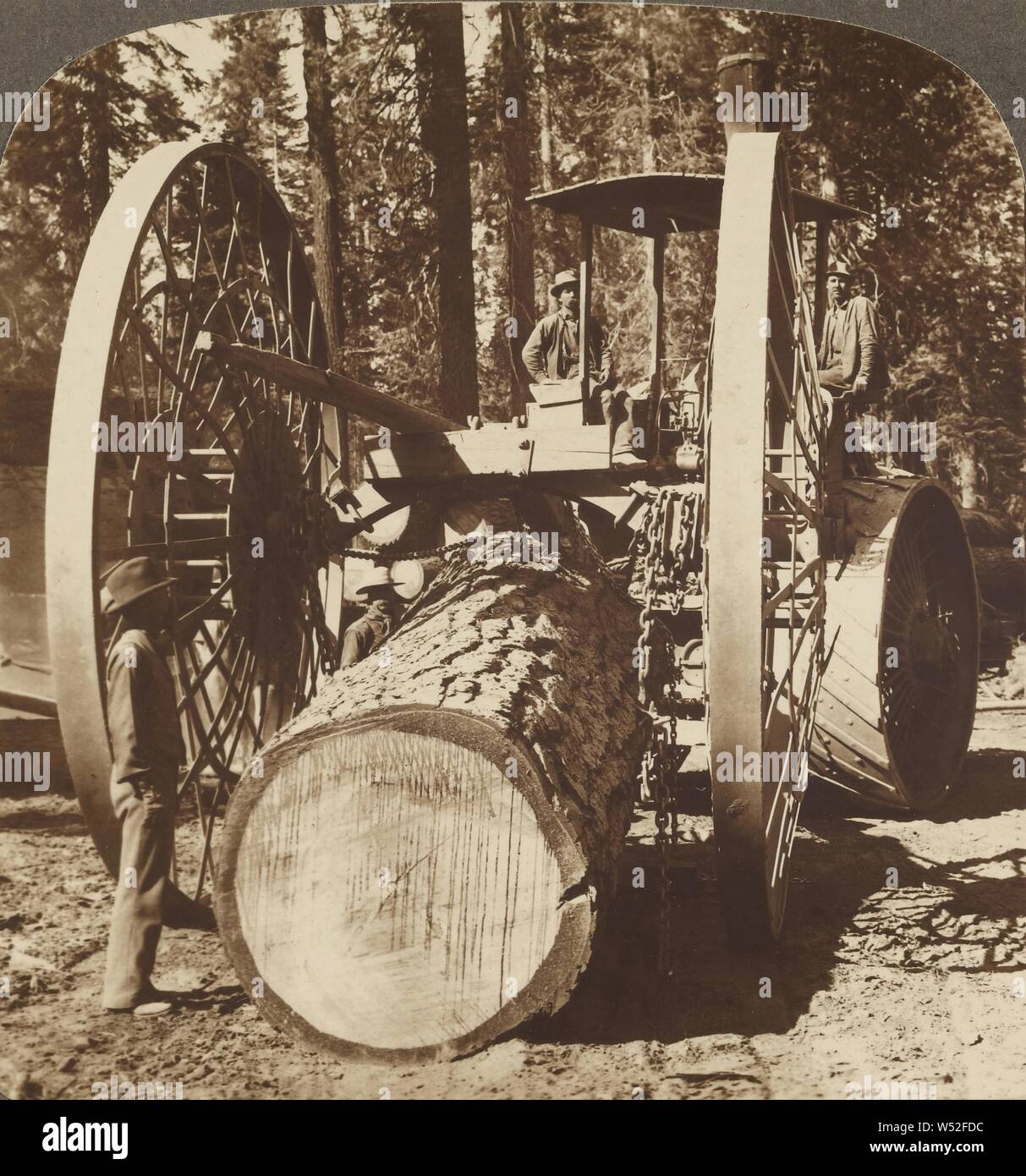 Huge Steam Traction Dray (13 ft. wheels) hauling logs in a Logging Camp ...