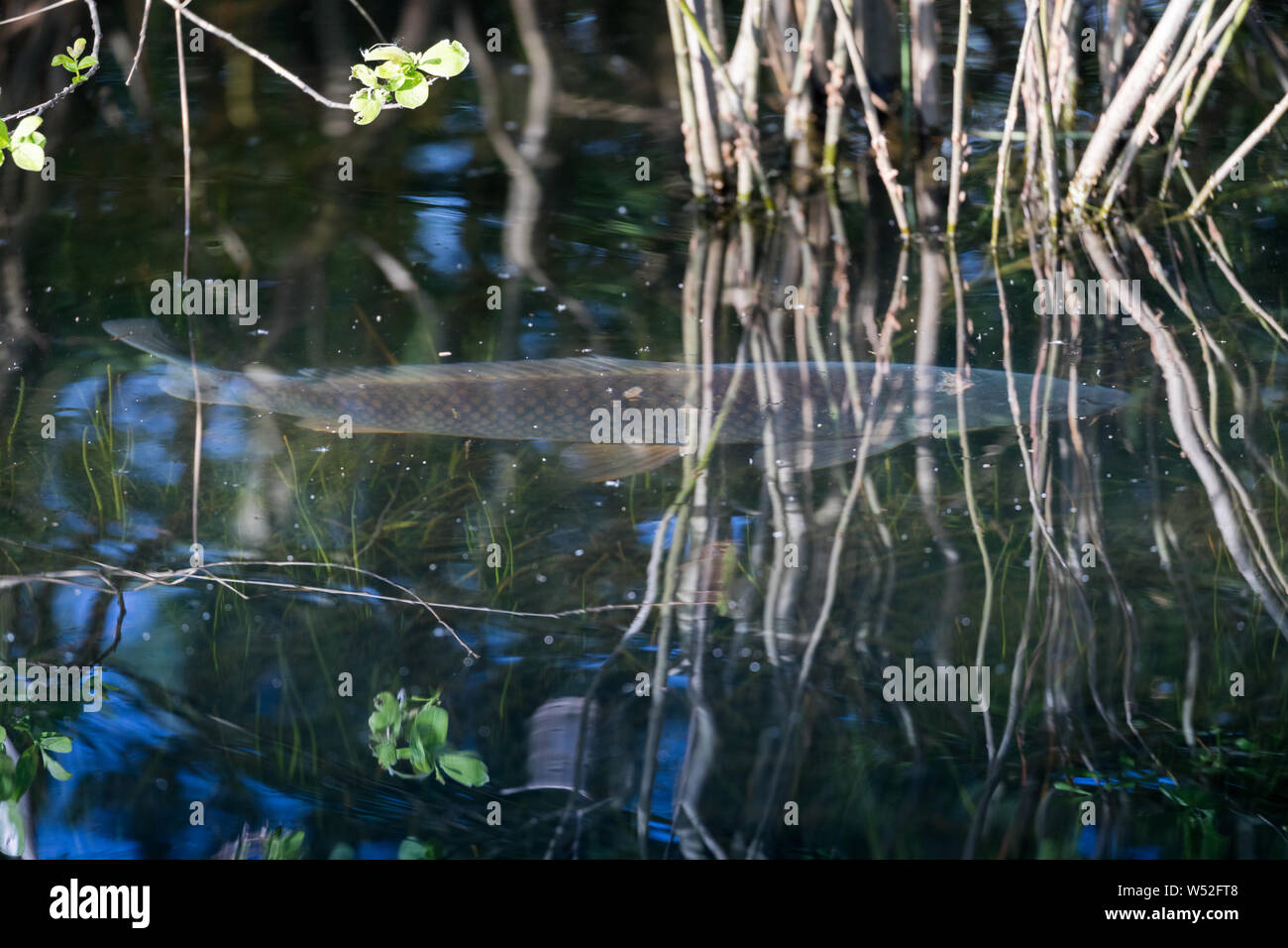 German fish species hi-res stock photography and images - Alamy