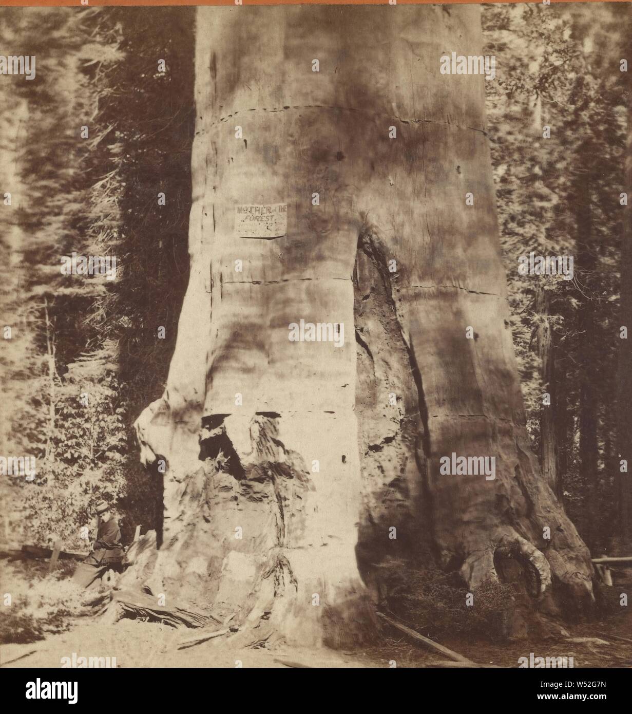 The Mother of the Forest, 327 feet, Mammoth Tree Grove, Calaveras Co ...