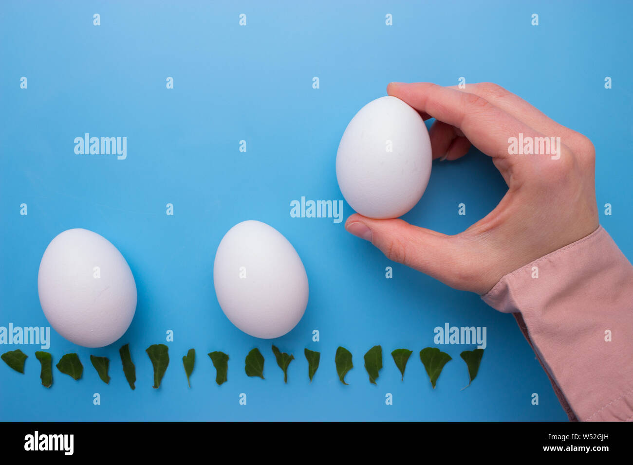 Egg in hand. Egg incubator. Blue background Stock Photo - Alamy