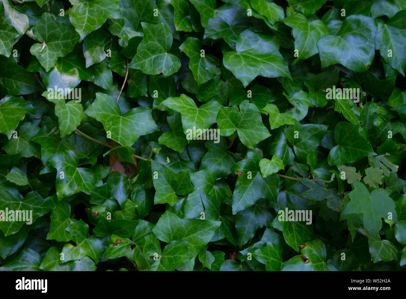 Green ivy background. Ivy in warm sunlight Stock Photo - Alamy