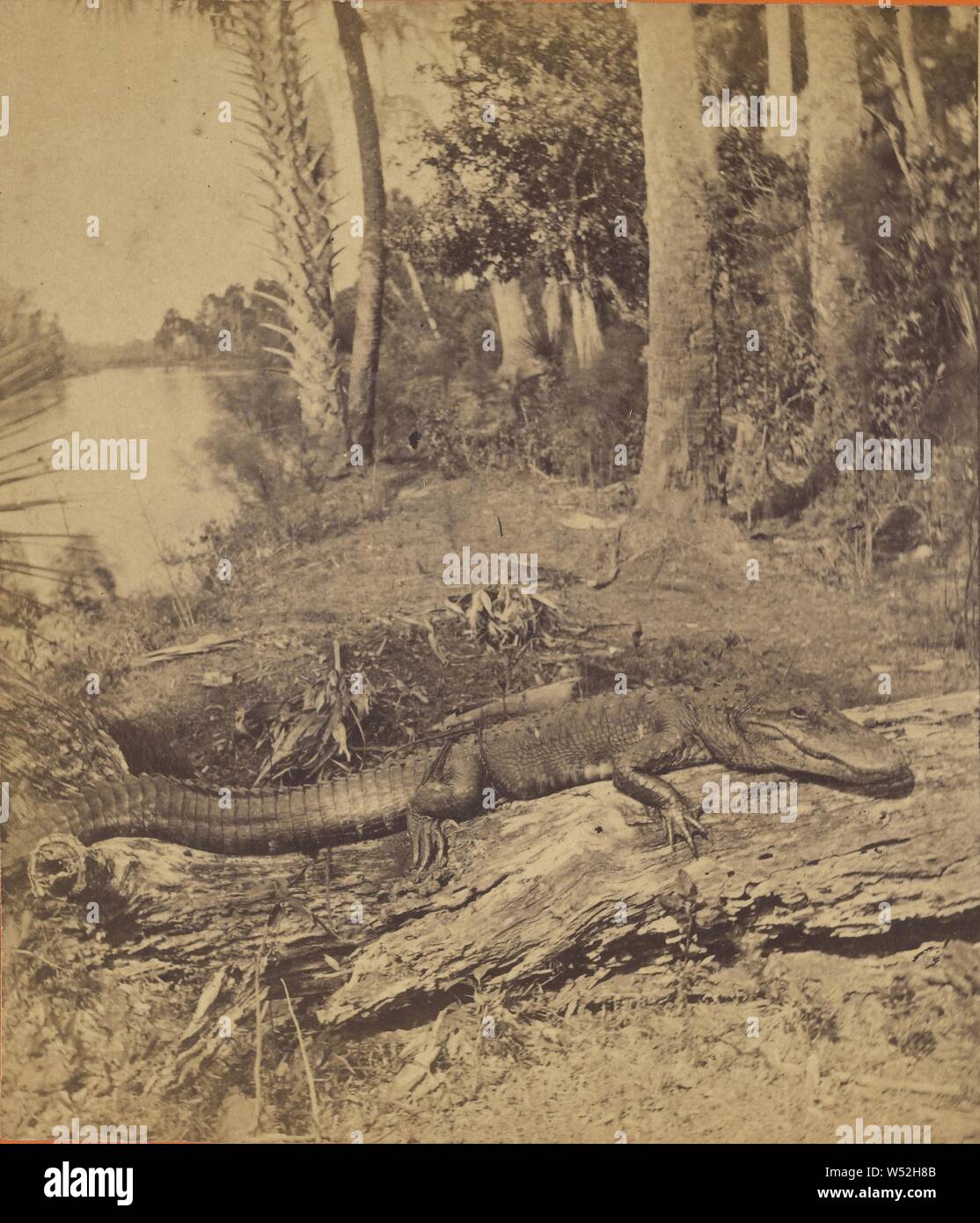 Alligator., Jerome Nelson Wilson (American, 1827 - 1897, active ...