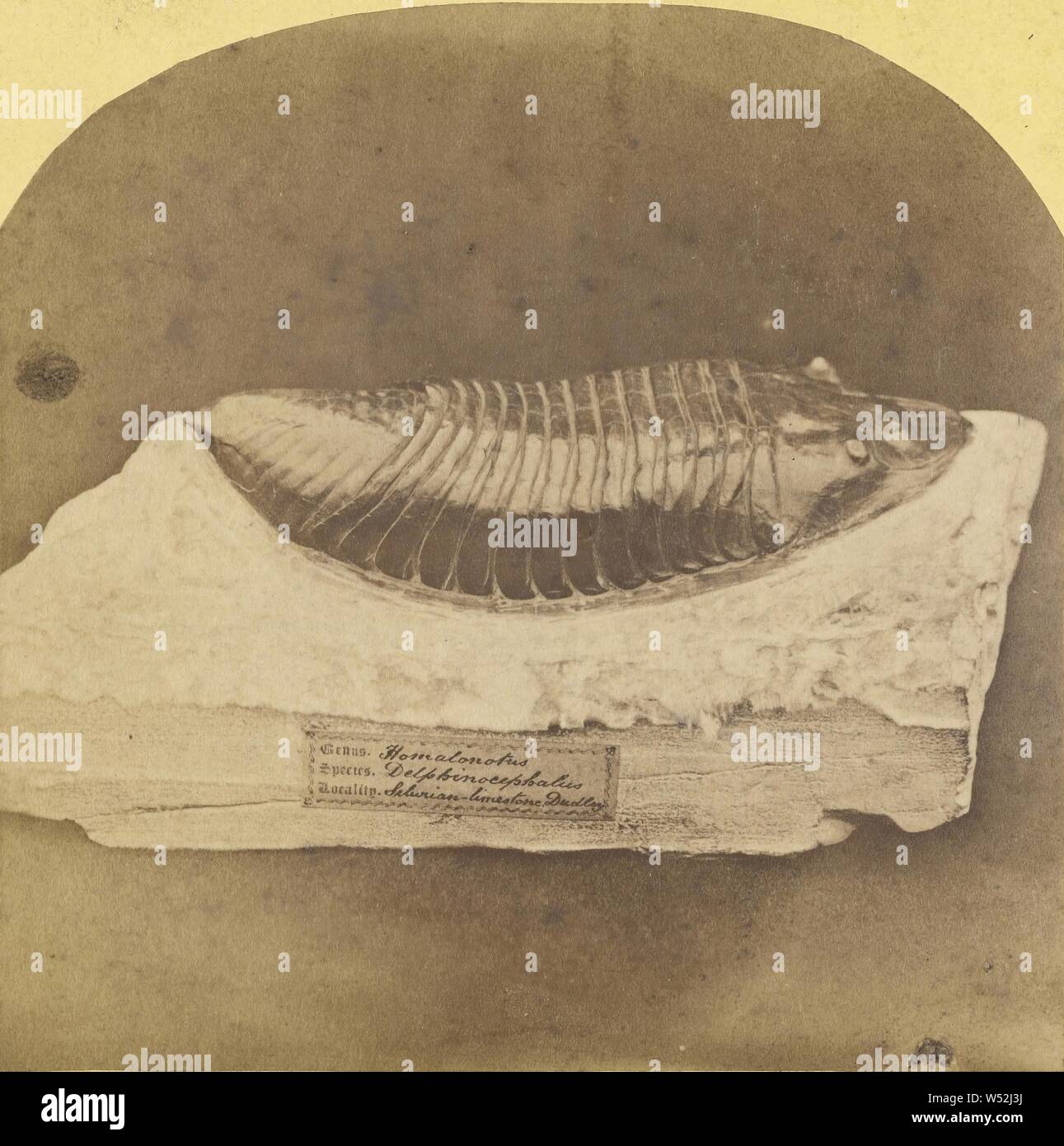 Silurian limestone wenlock formation hi-res stock photography and ...