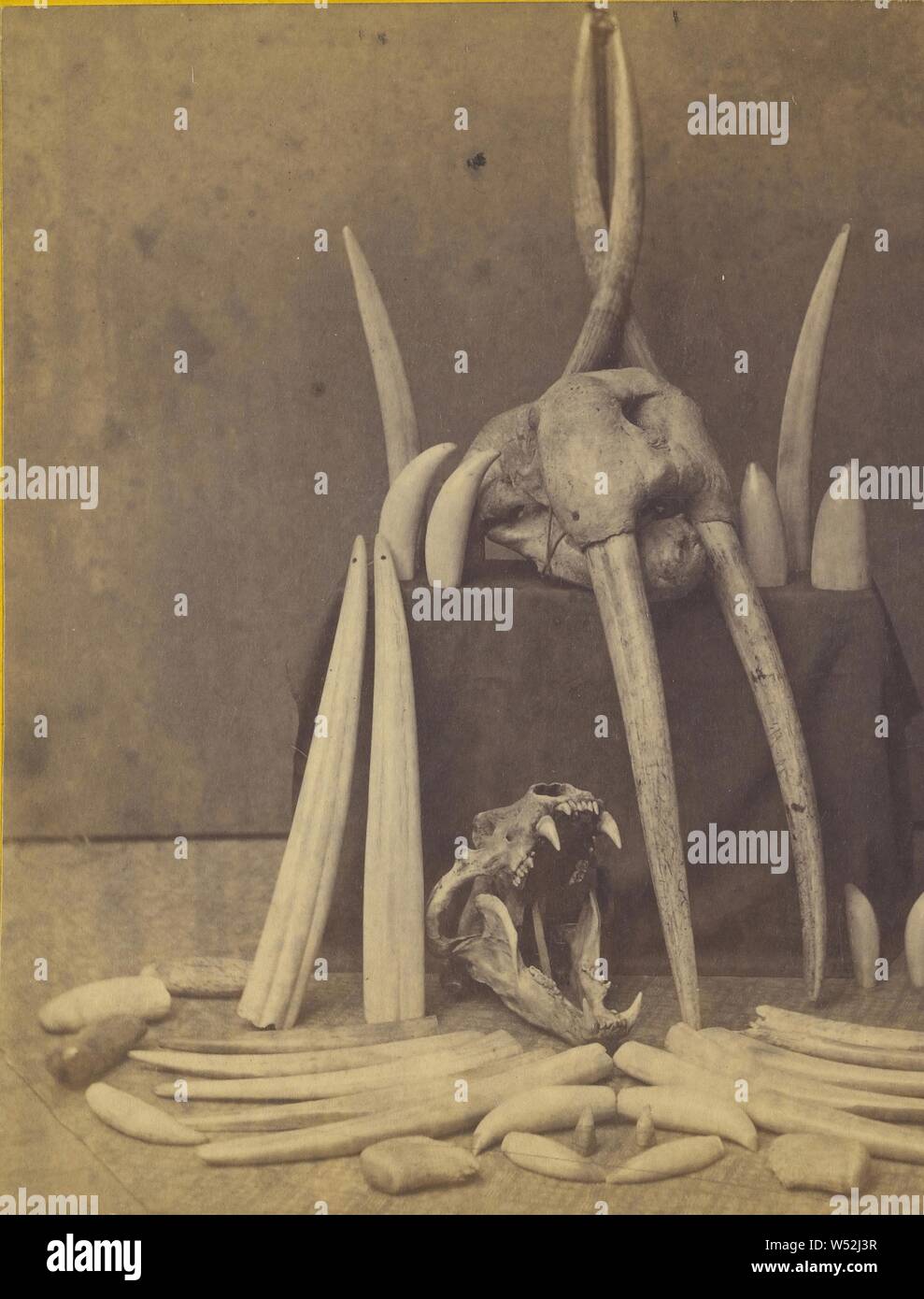 Whales' teeth and Walrus' skull., Unknown, about 1865, Albumen silver ...
