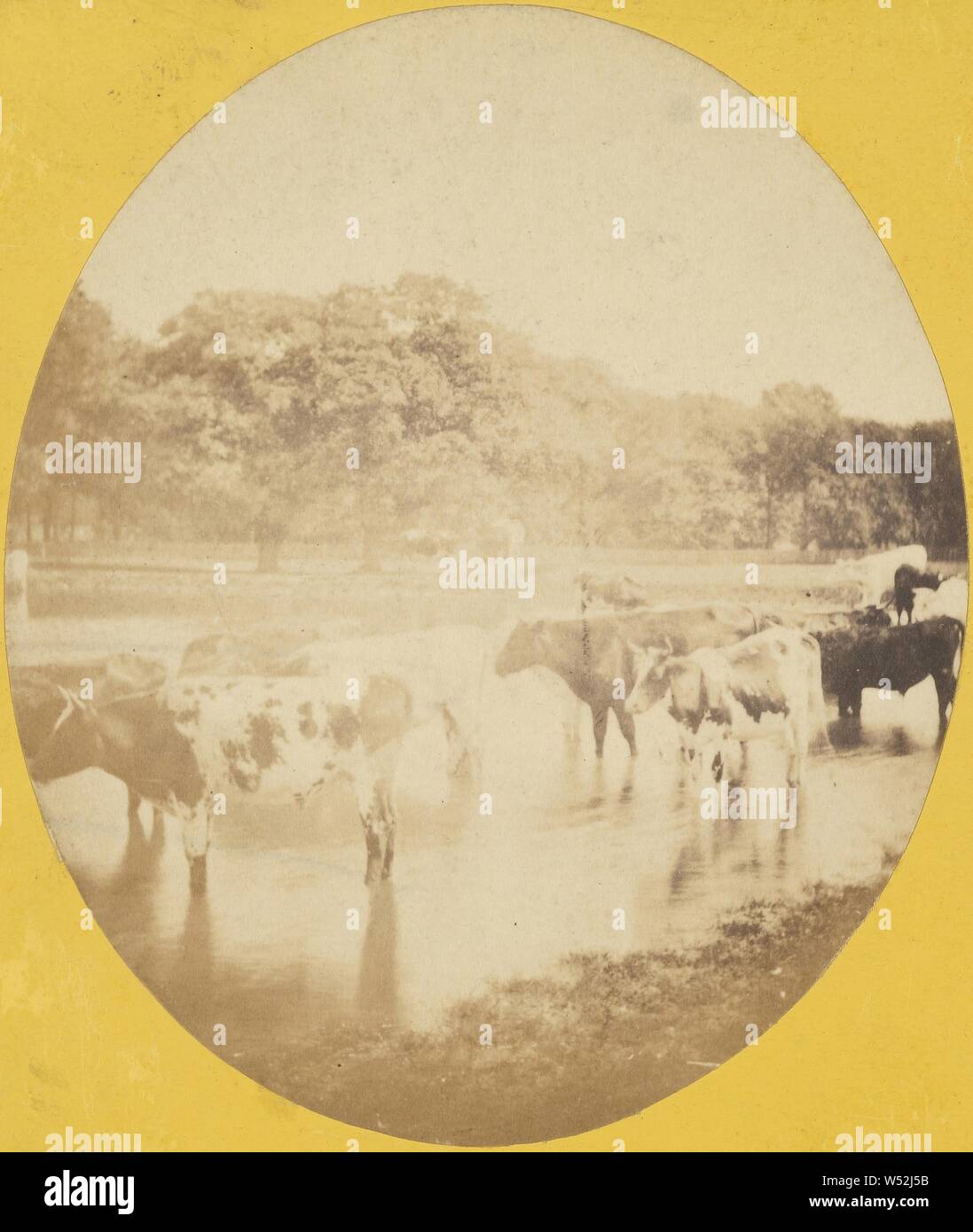 Cattle fording stream, Unknown, about 1860, Albumen silver print Stock ...