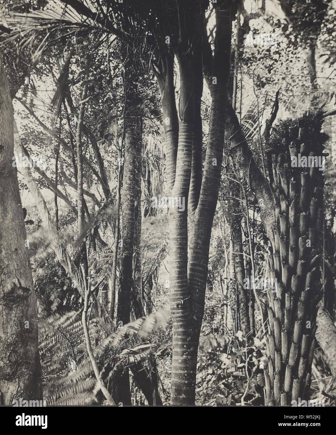 4 headed nikau tree hi-res stock photography and images - Alamy