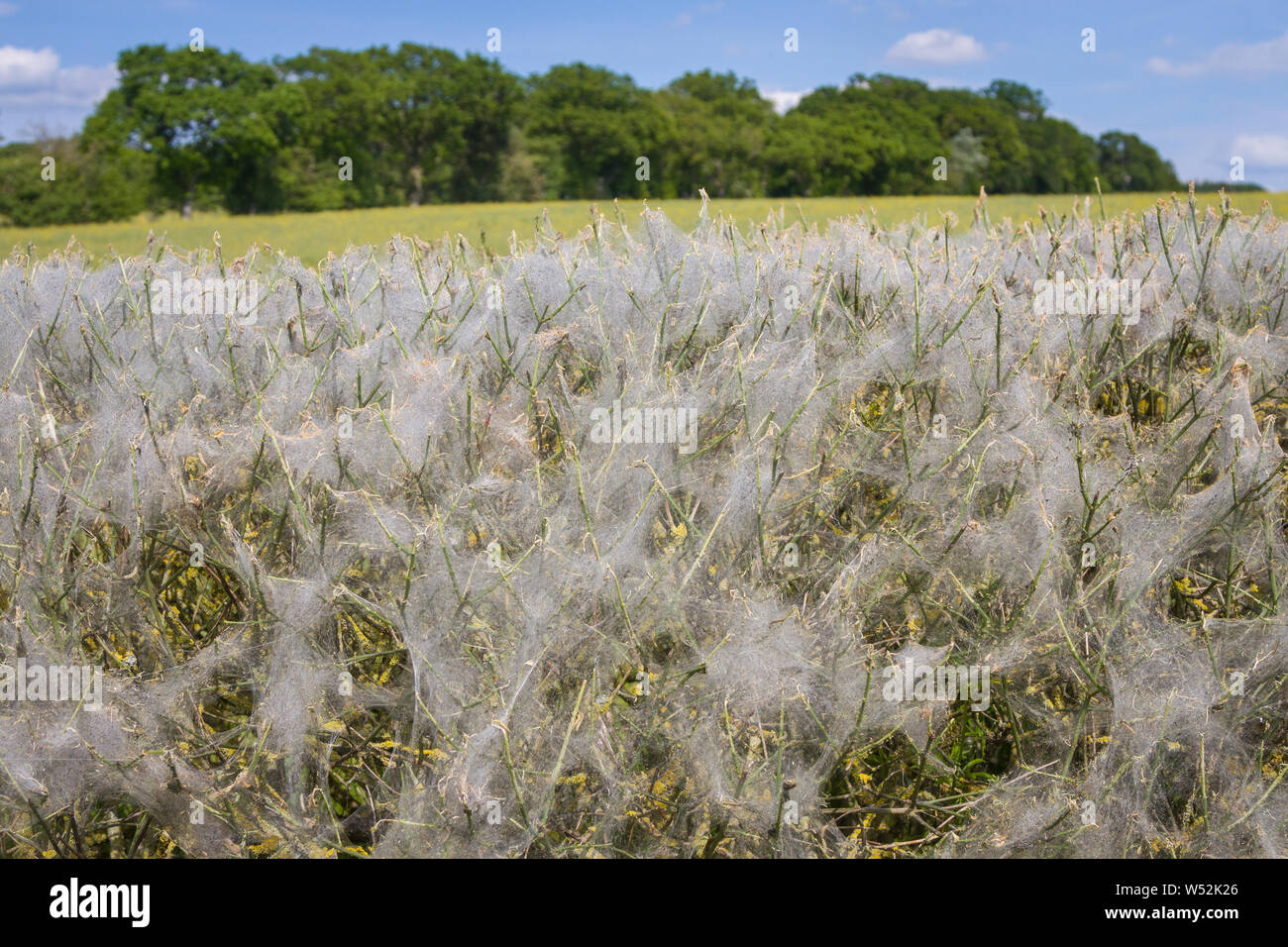 Webs moth hi-res stock photography and images - Alamy