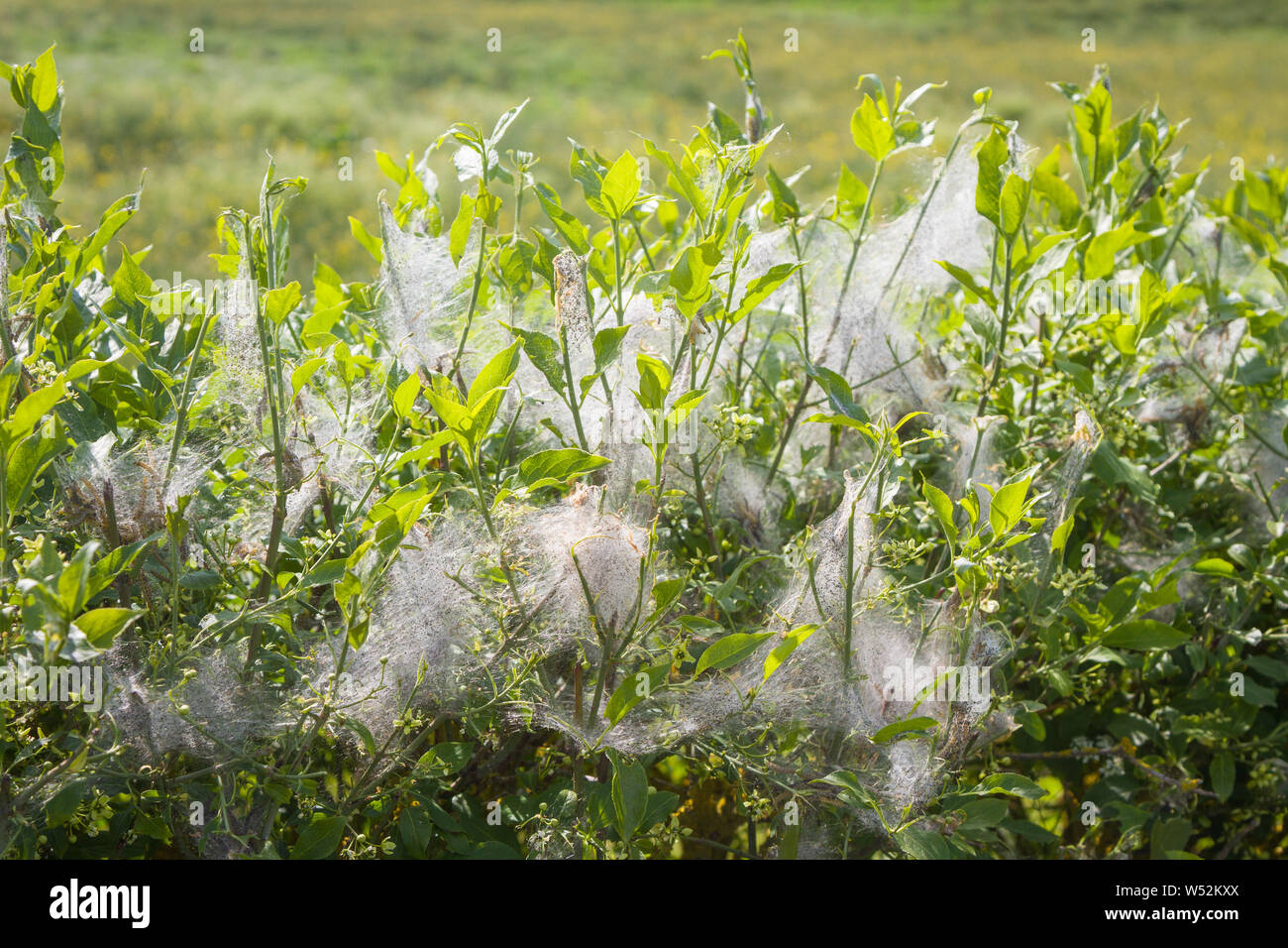 Uk moth webs hi-res stock photography and images - Alamy
