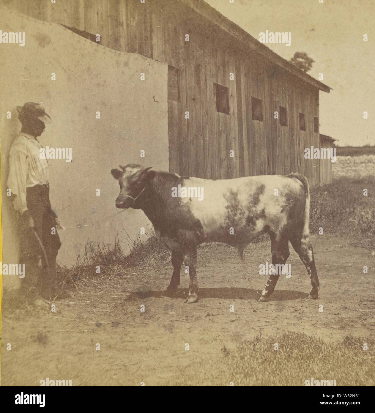 Black man holding a cow, Schreiber & Sons, about 1870, Albumen silver ...