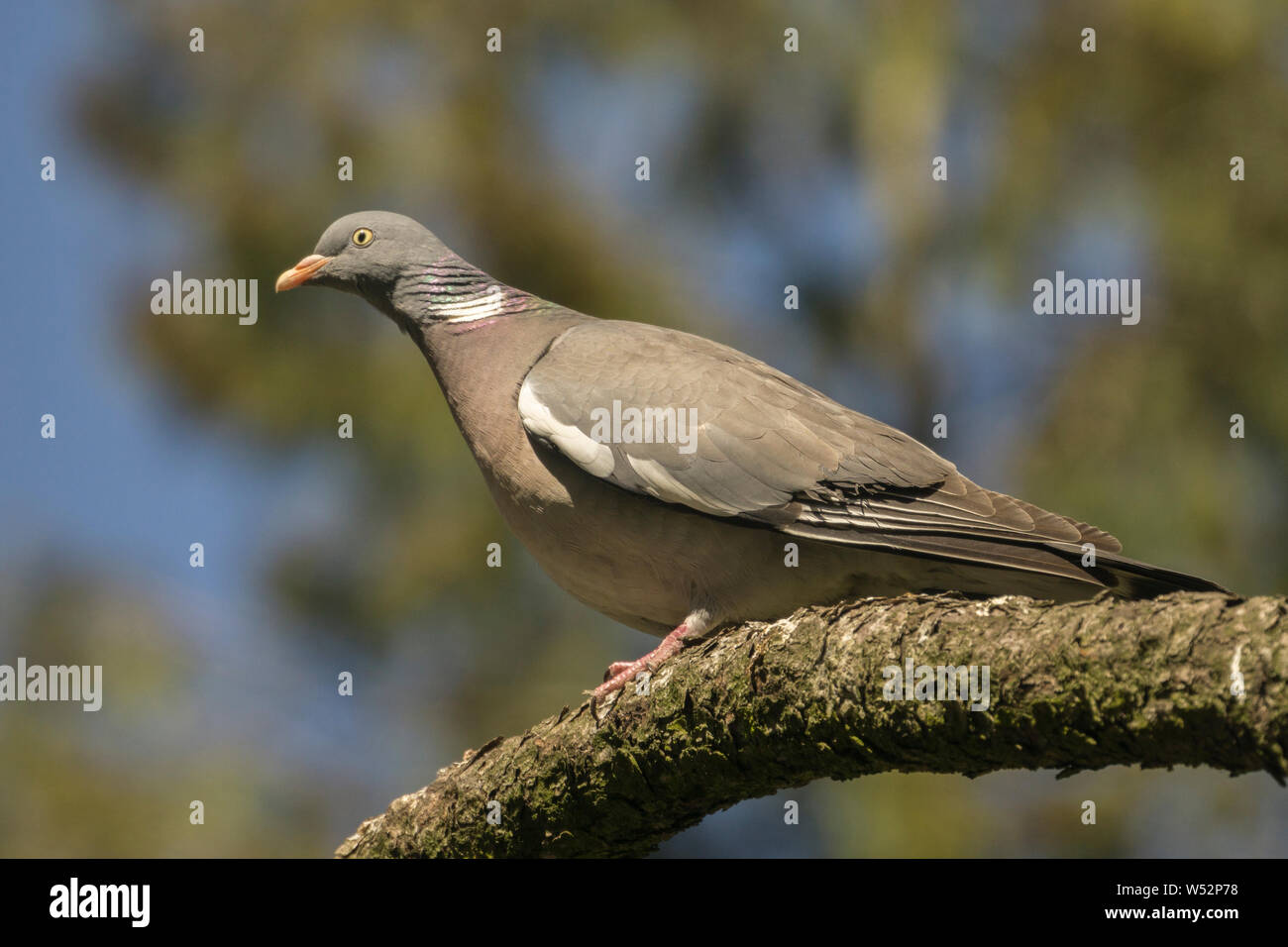 Ringed turtle-dove sitting on branch Stock Photo - Alamy