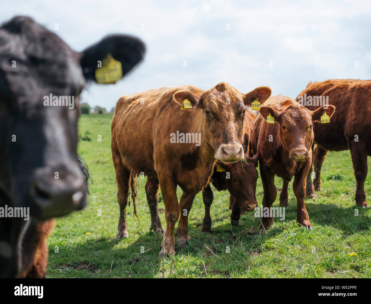 Agriculture farmland livestock in germany hi-res stock photography and ...