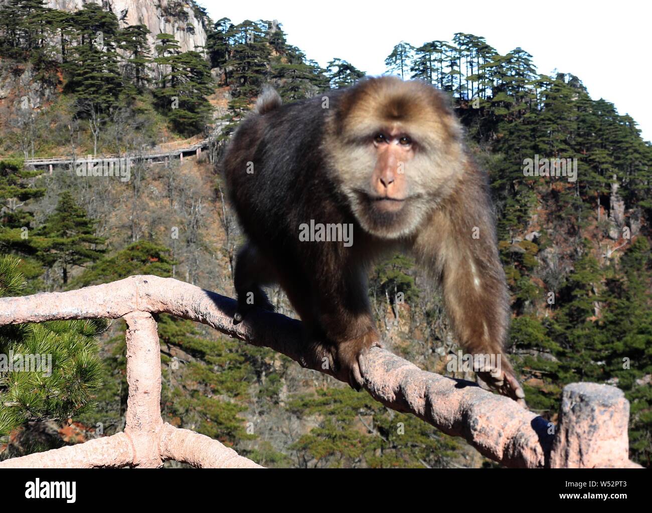 A stump-tailed macaque, also known as bear macaque, greets tourists ...