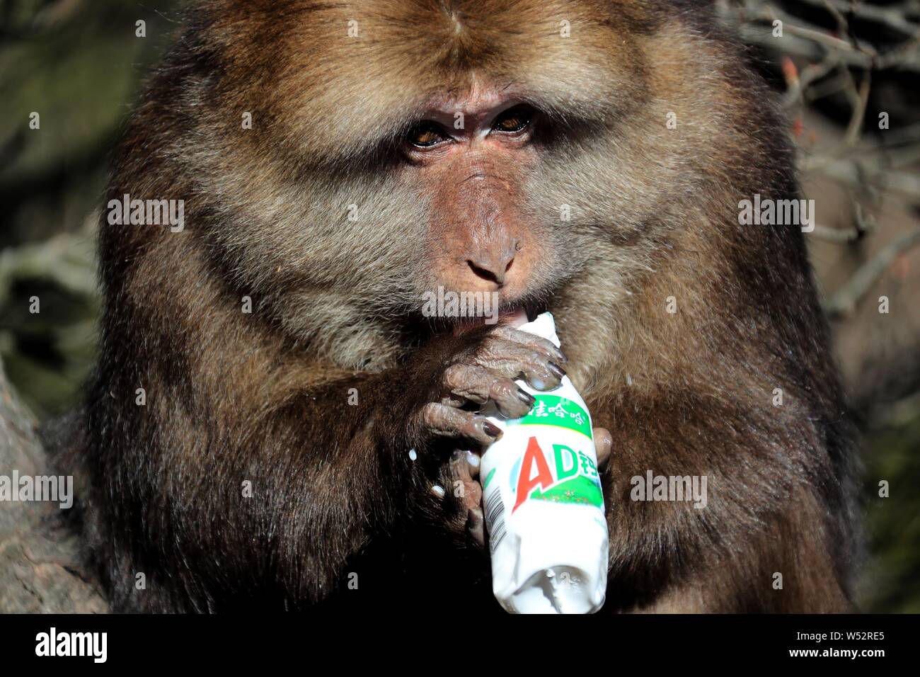 A stump-tailed macaque, also known as bear macaque, greets tourists ...