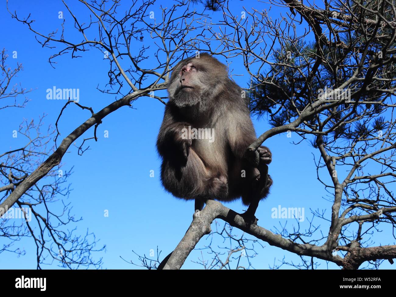 A stump-tailed macaque, also known as bear macaque, greets tourists ...