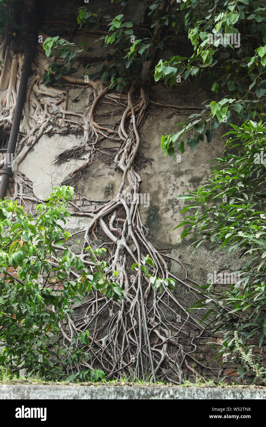 tree over the old brick wall Stock Photo - Alamy
