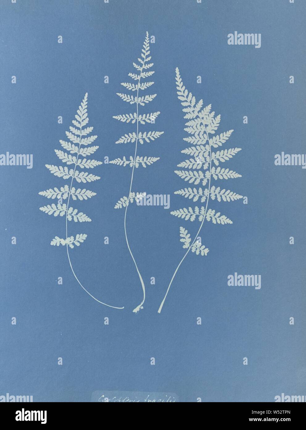 Cyanotype hi-res stock photography and images - Alamy