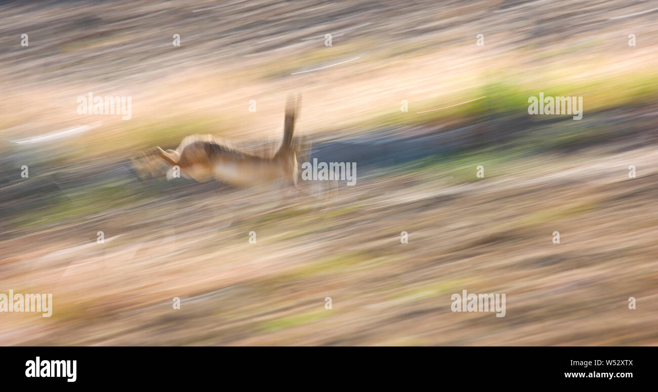 Liebre primavera hi-res stock photography and images - Alamy