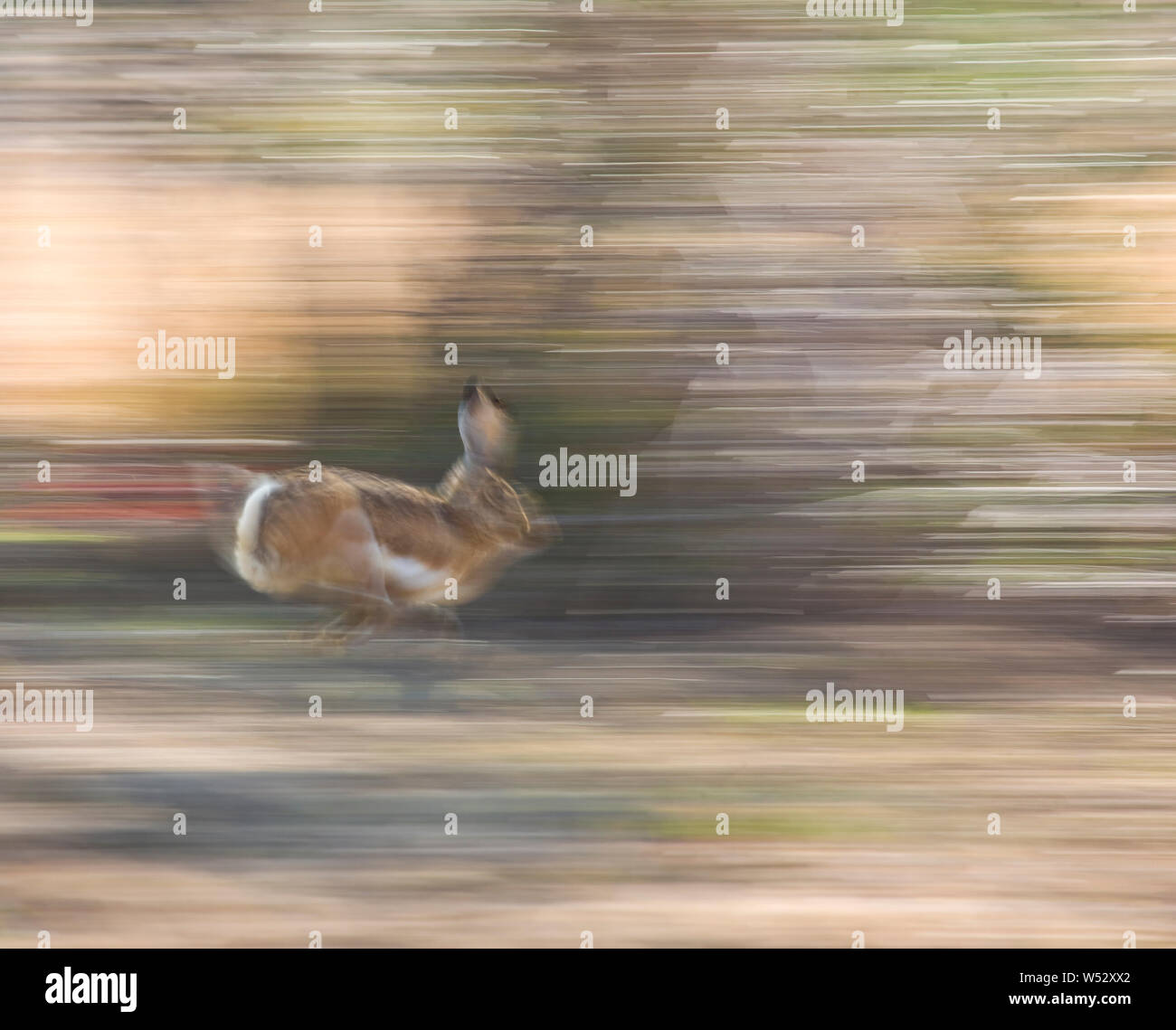 Liebre primavera hi-res stock photography and images - Alamy