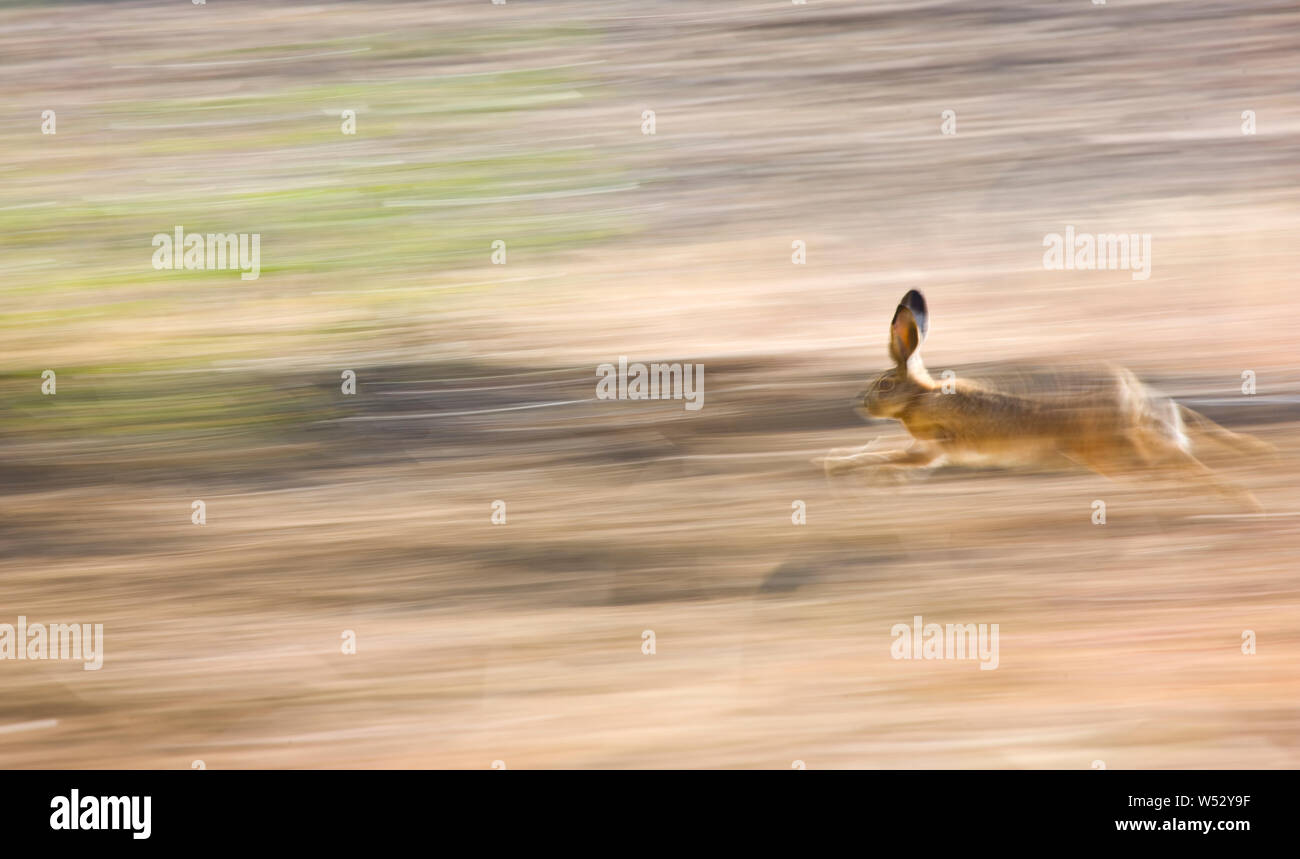 Liebre primavera hi-res stock photography and images - Alamy