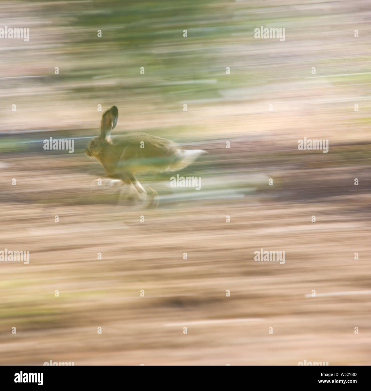 Liebre primavera hi-res stock photography and images - Alamy