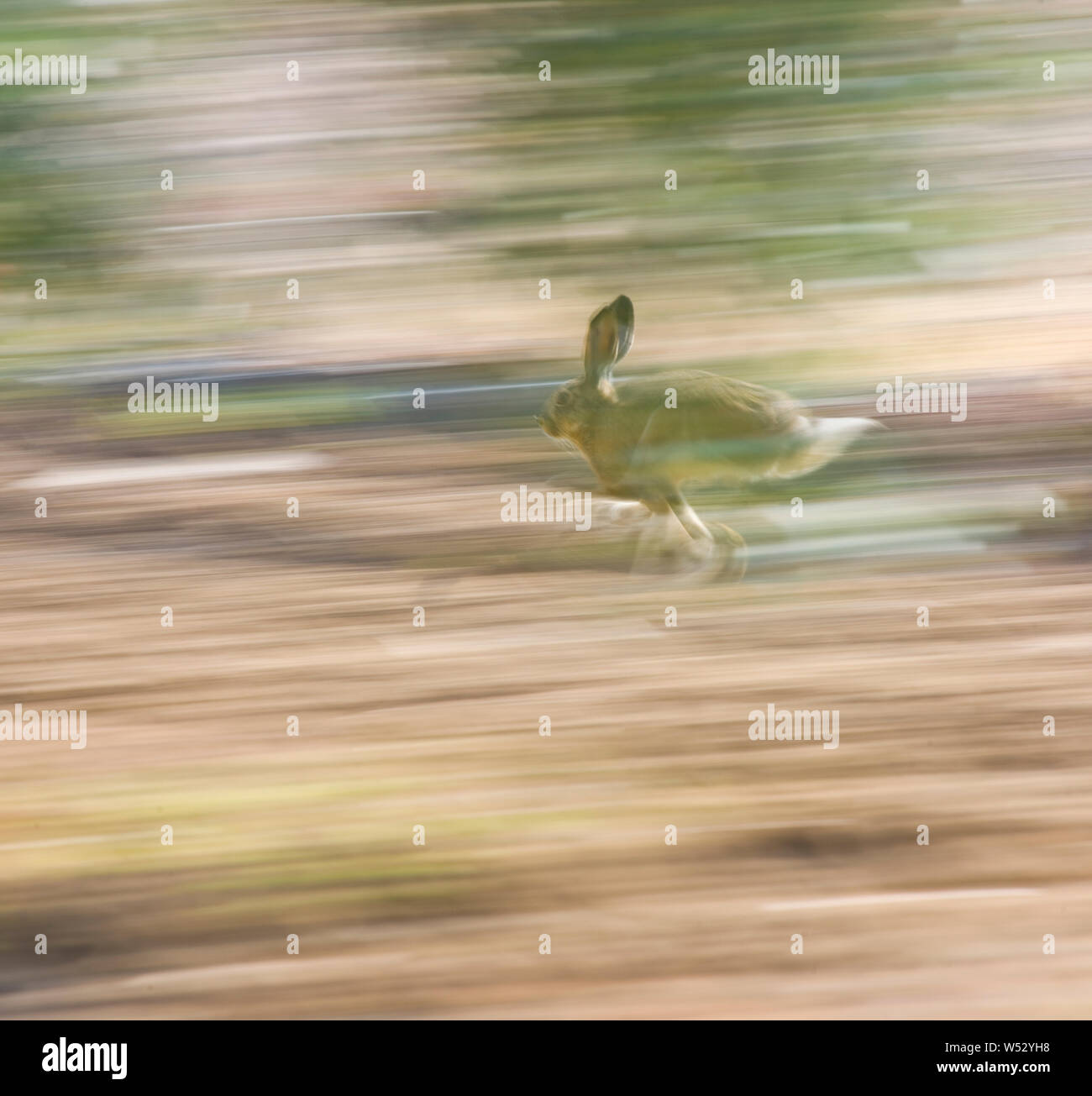 Liebre primavera hi-res stock photography and images - Alamy