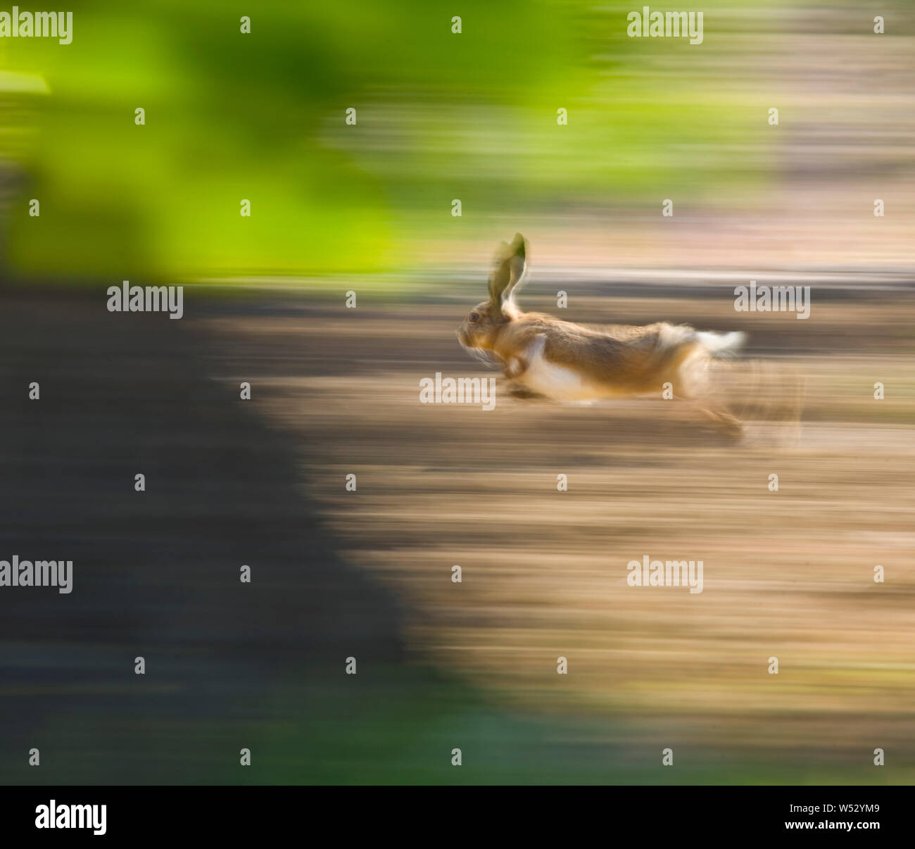 Liebre primavera hi-res stock photography and images - Alamy