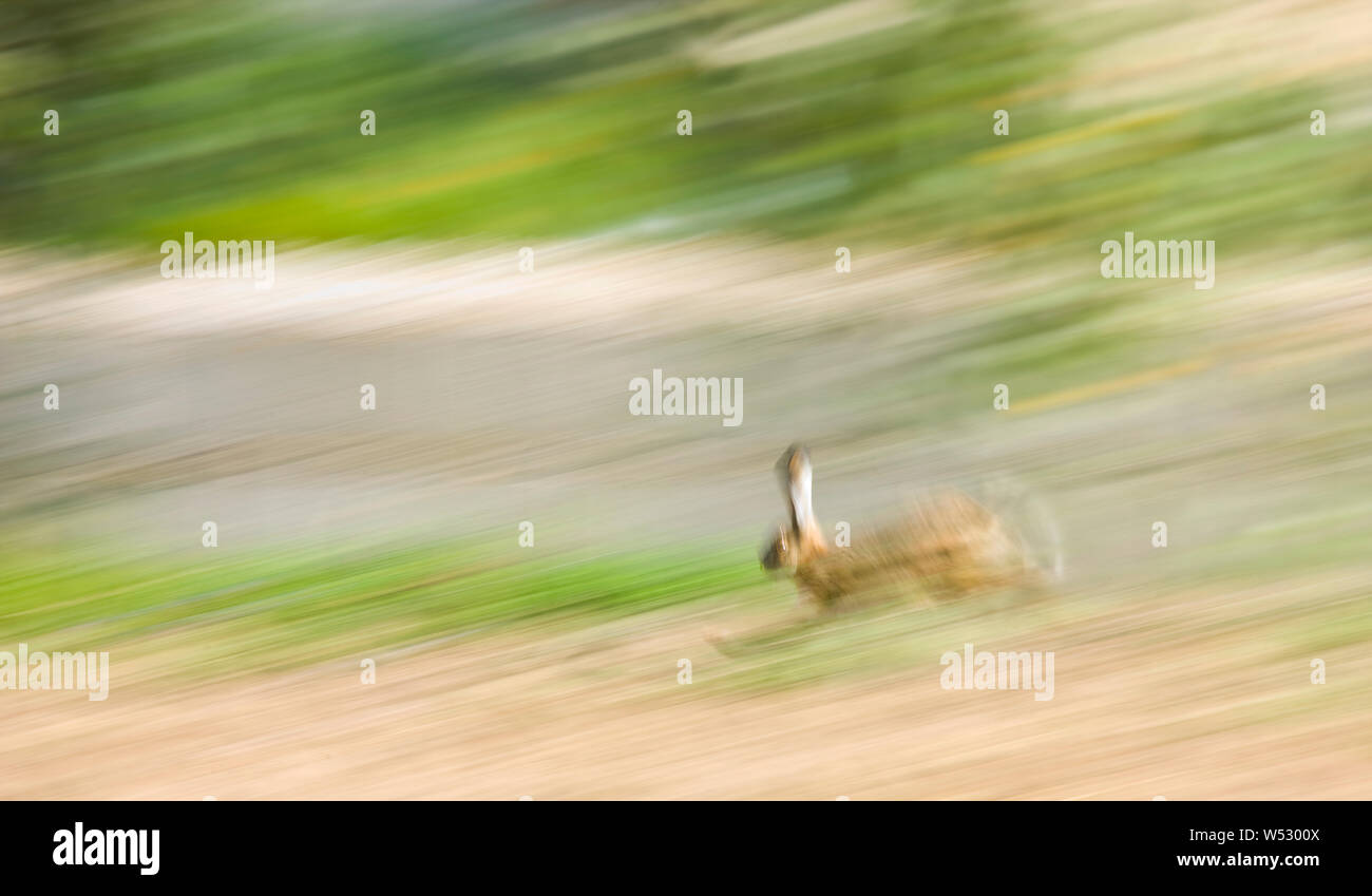 Liebre primavera hi-res stock photography and images - Alamy