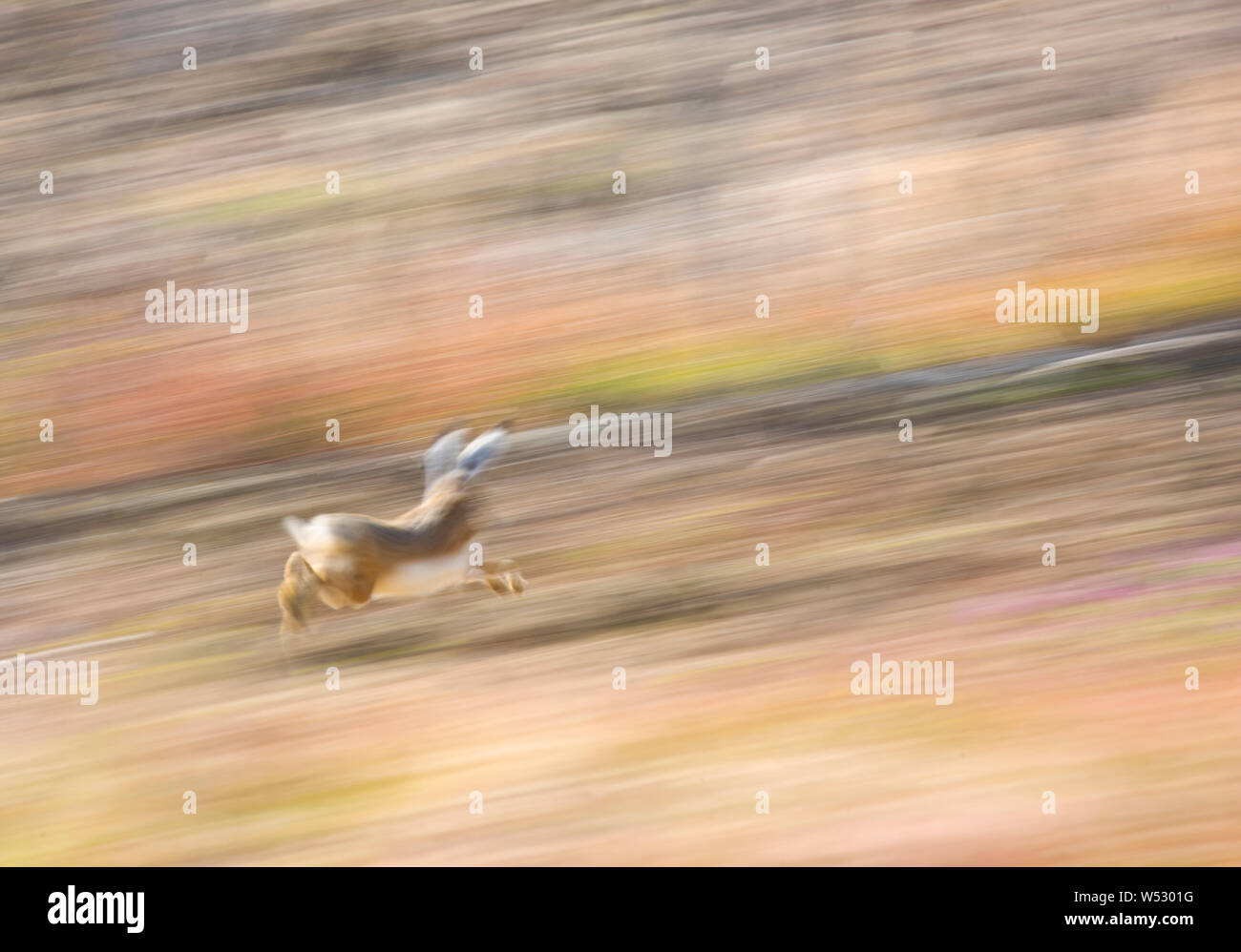 Liebre liebre hi-res stock photography and images - Alamy