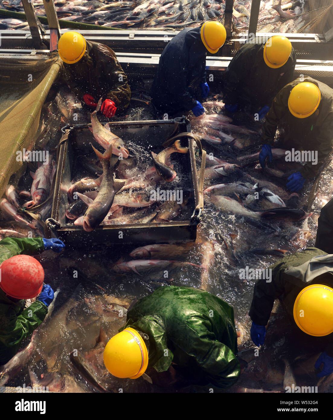 Harvest fish hi-res stock photography and images - Alamy