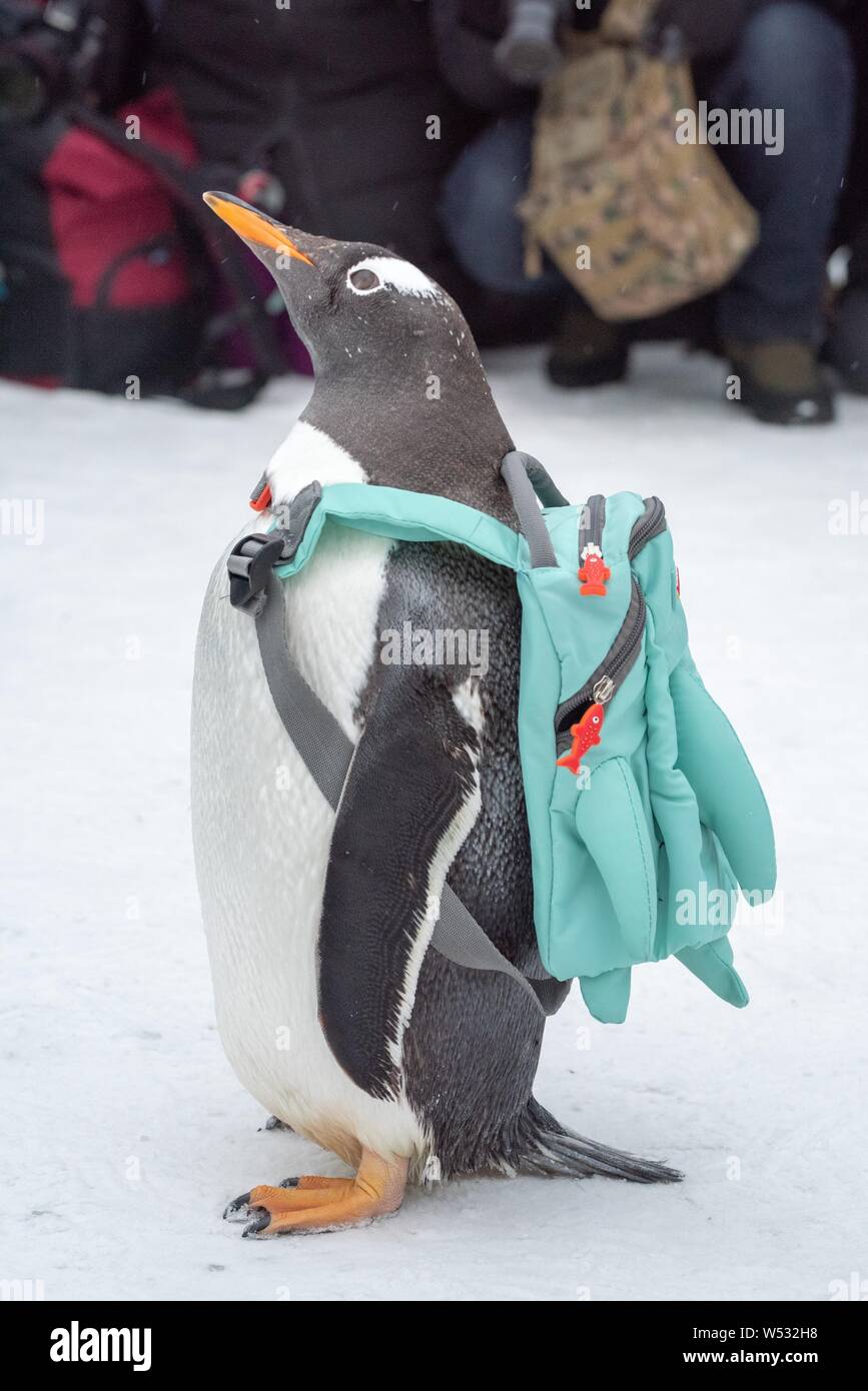A penguin carrying a bag visits 20th China Harbin Ice and Snow World ...
