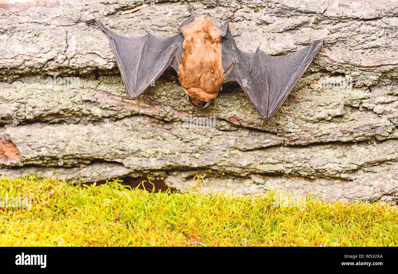 Museum of nature. Mammals naturally capable of true and sustained ...