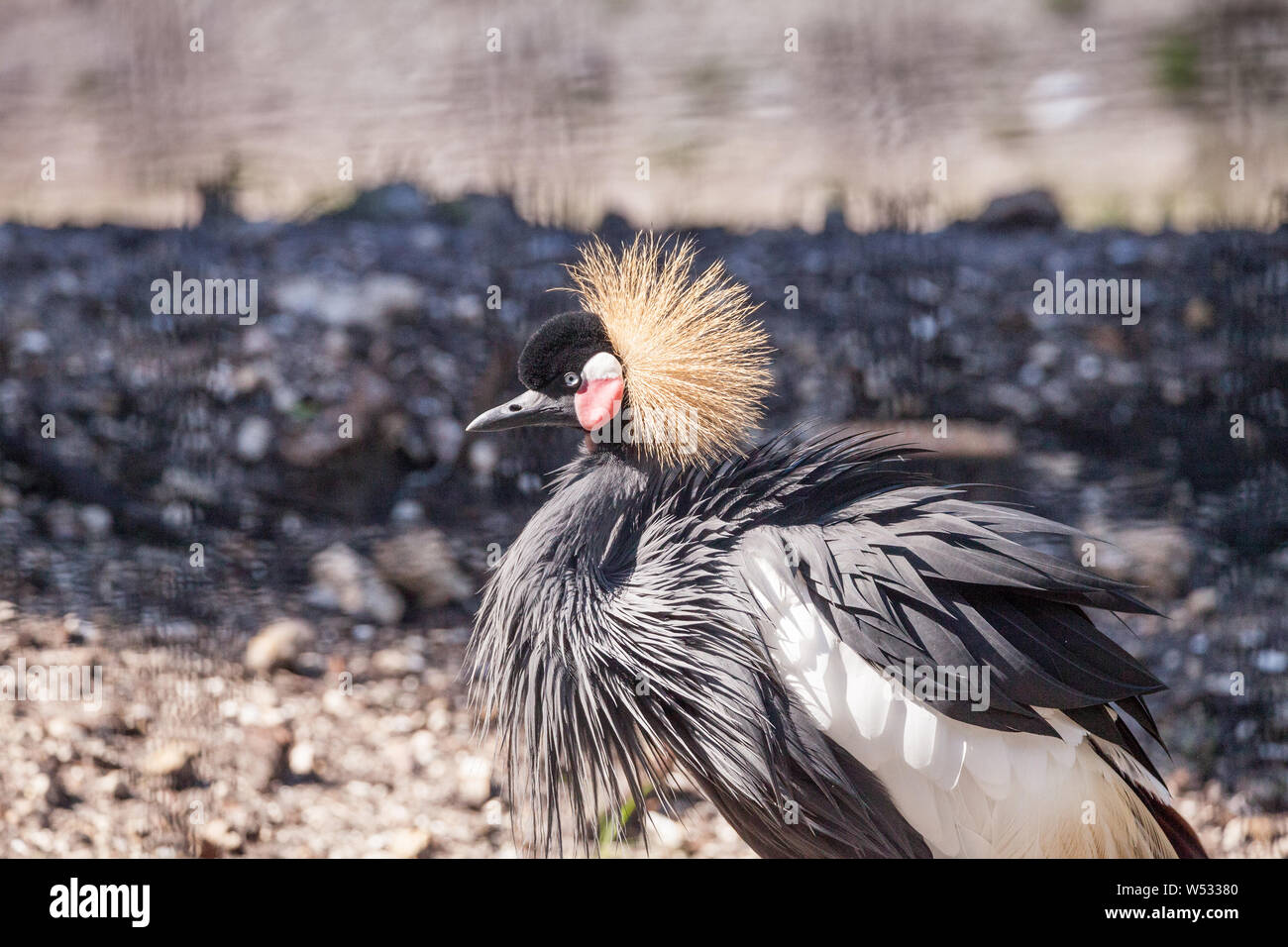 Golden crown of feathers hi-res stock photography and images - Alamy
