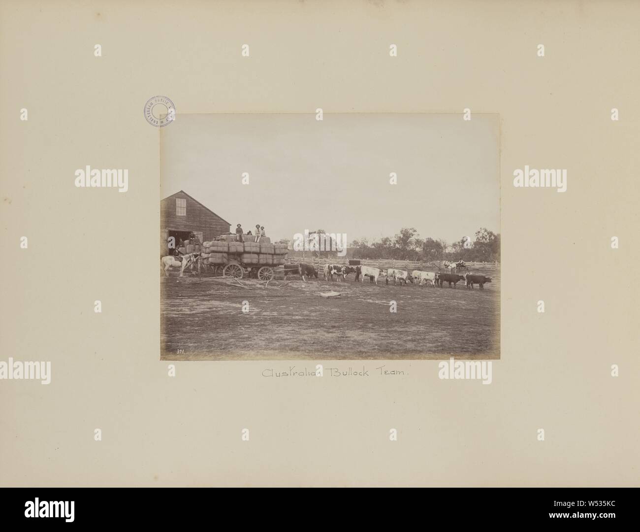 Australian bullock team hi-res stock photography and images - Alamy