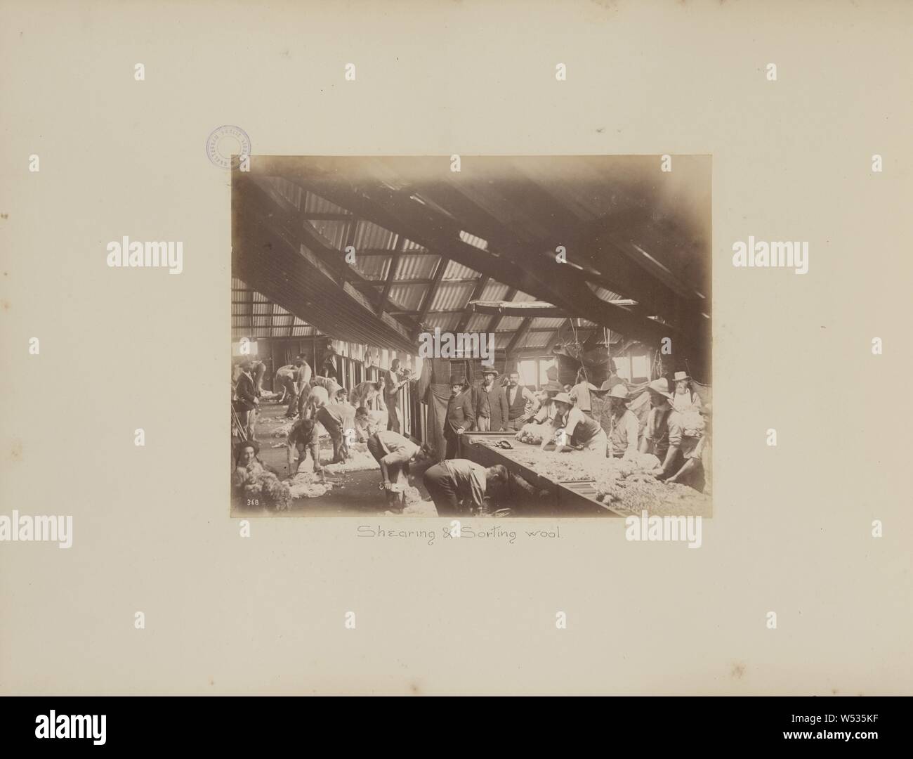 Australian Wool High Resolution Stock Photography and Images - Alamy