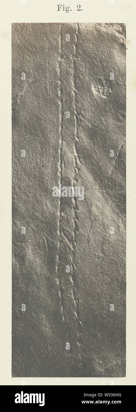 Plate 41 figure 2 hi-res stock photography and images - Alamy