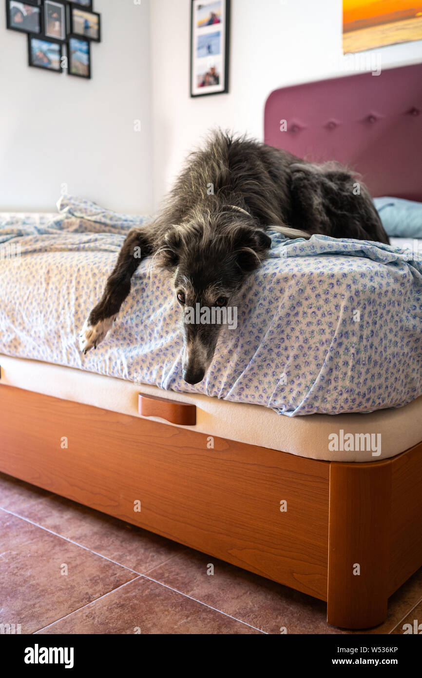 Greyhound dog lying down sleeping hi-res stock photography and images ...