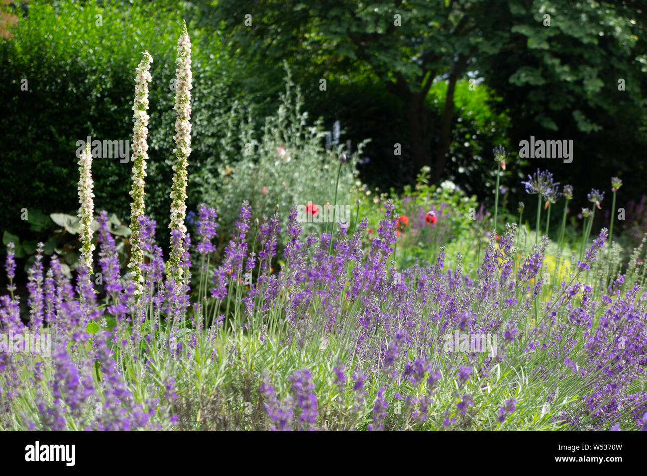 A quintessential English cottage garden Stock Photo - Alamy