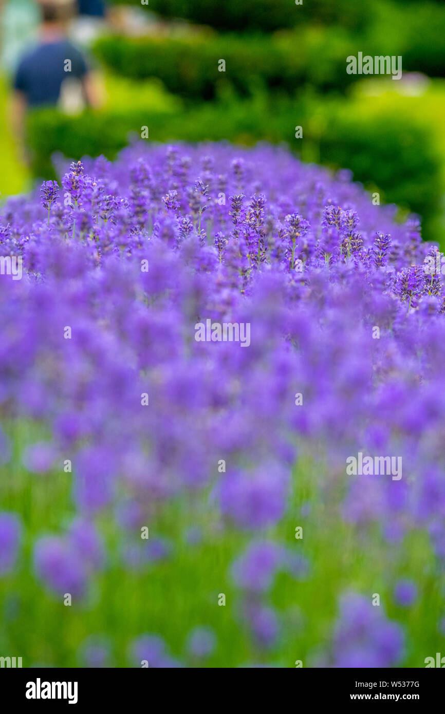 Full bloom lavender hi-res stock photography and images - Alamy