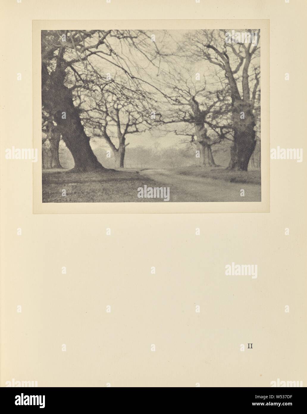 Oak Trees, Alvin Langdon Coburn (British, born America, 1882 - 1966 ...