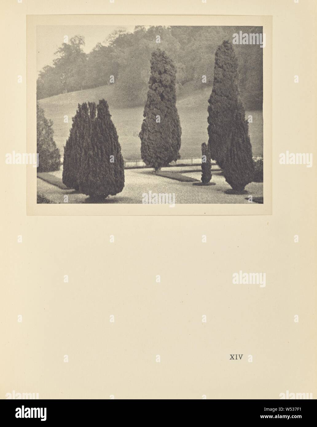 Yew Trees, Alvin Langdon Coburn (British, born America, 1882 - 1966 ...